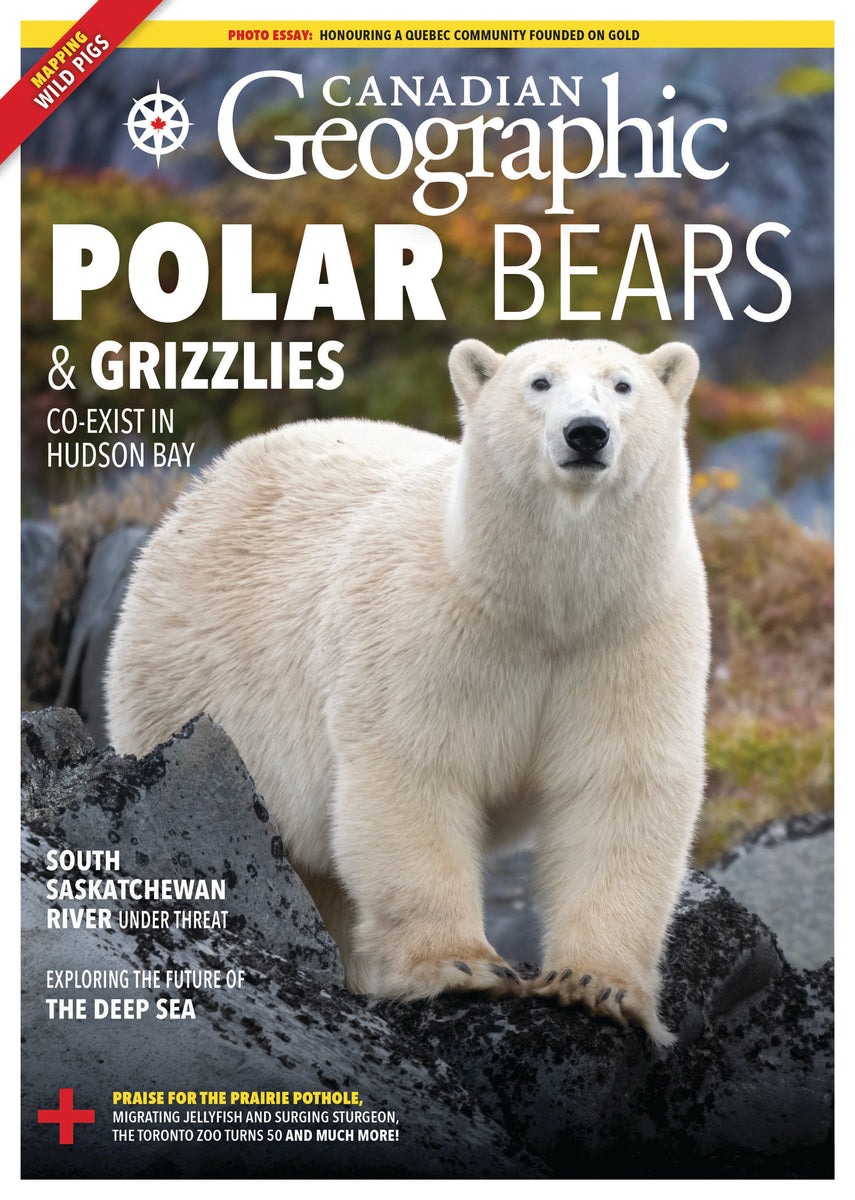 July/August 2024 | Polar Bears & Grizzlies – Canadian Geographic